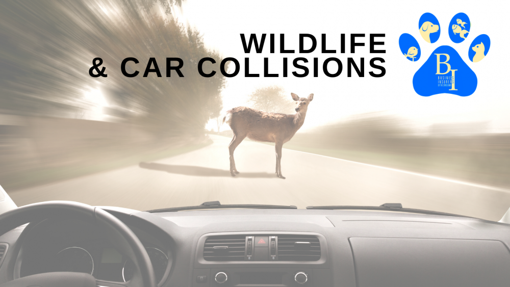Wildlife & Car Collisions | Blog